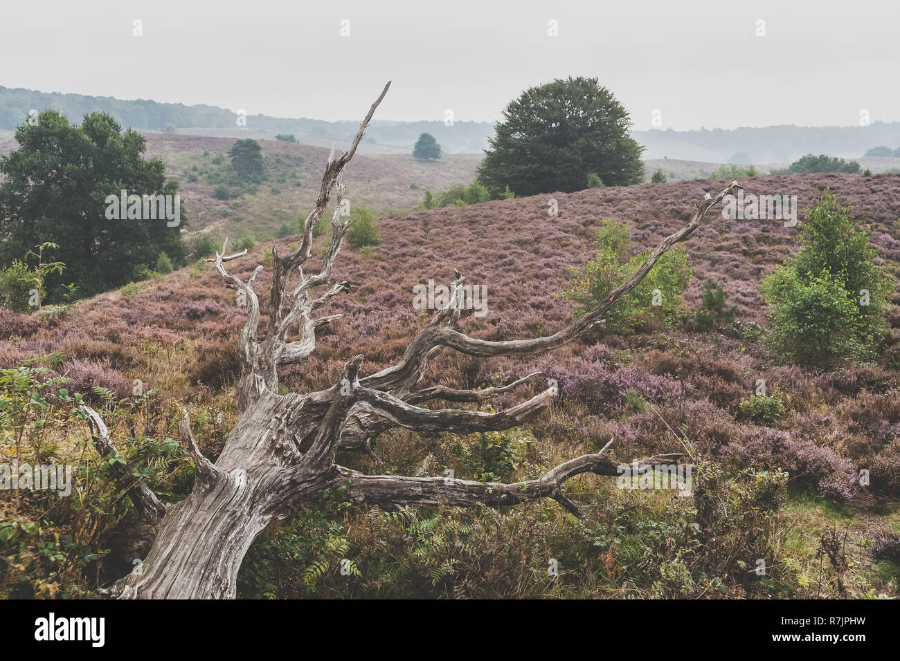 Blooming heather fields in the Netherlands with dead tree lying in the ...