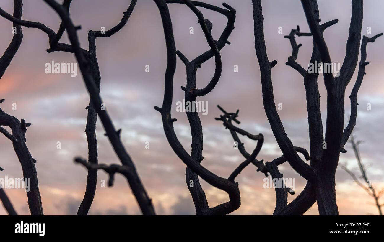 Burnt black tree branches after a fire in the forest sunset sky ...