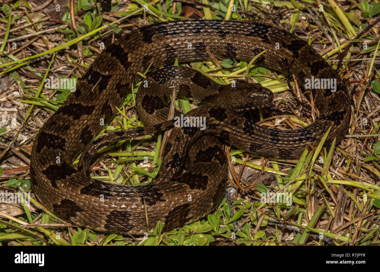 Brown Watersnake (Nerodia taxispilota) from Miami-Dade County, Florida ...