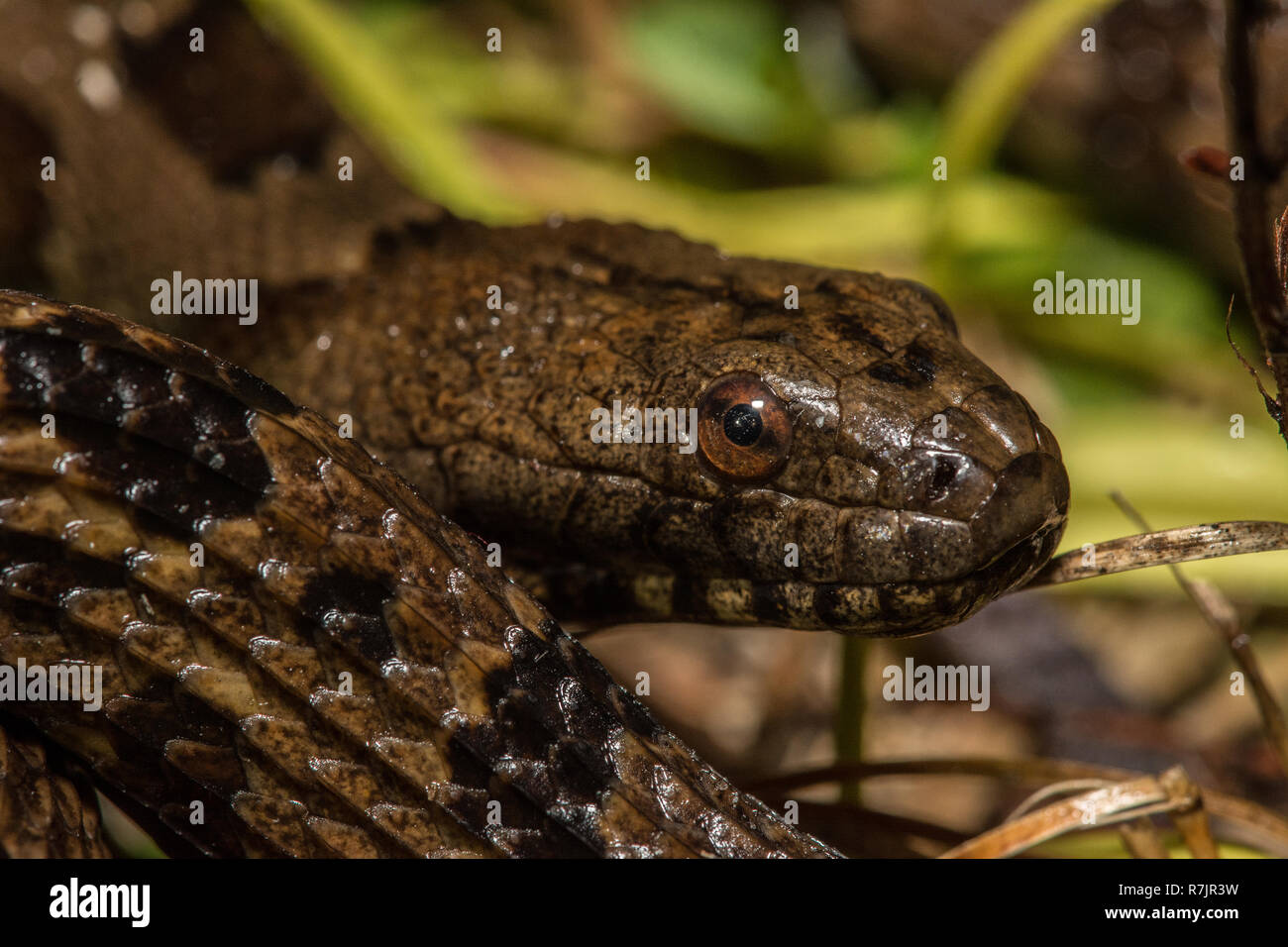 Brown Watersnake (Nerodia taxispilota) from Miami-Dade County, Florida ...