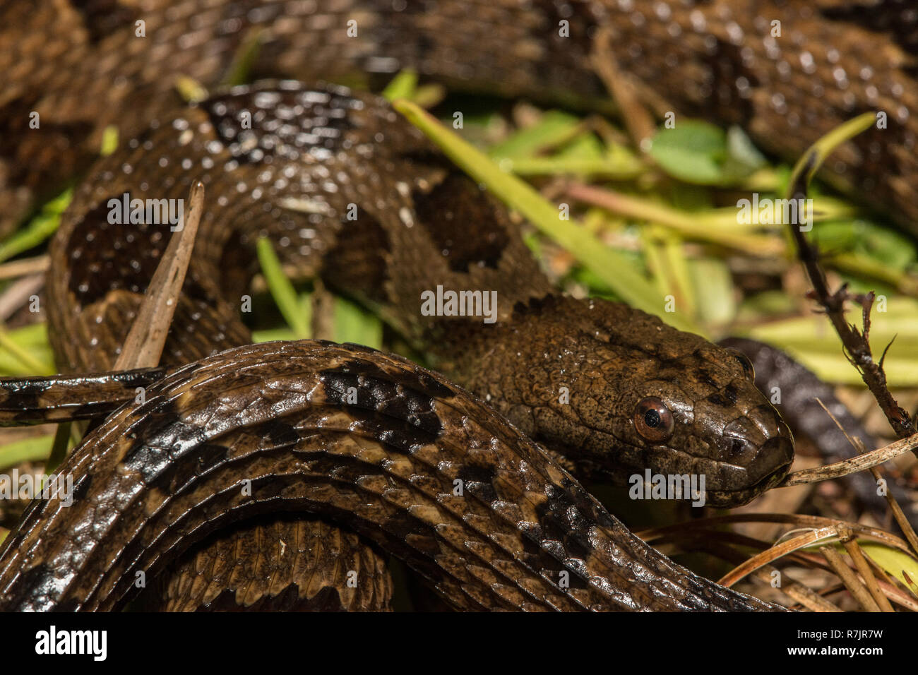 Brown Watersnake (Nerodia taxispilota) from Miami-Dade County, Florida ...