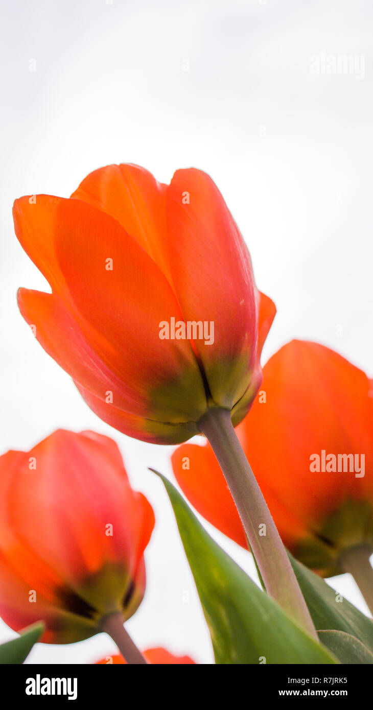 Beautiful tulips in a Dutch landscape. Photographed from different ...
