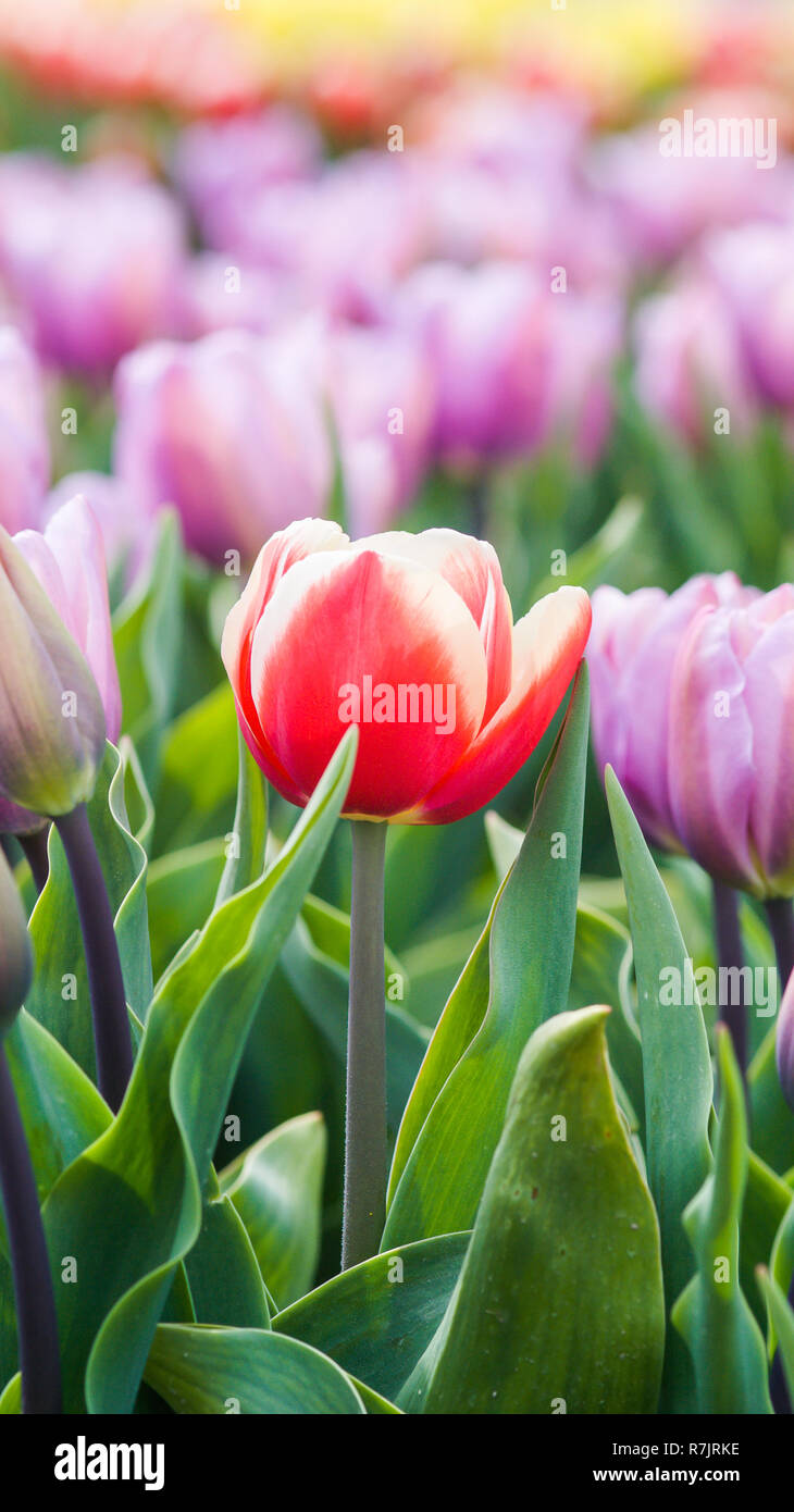 Beautiful tulips in a Dutch landscape. Photographed from different ...