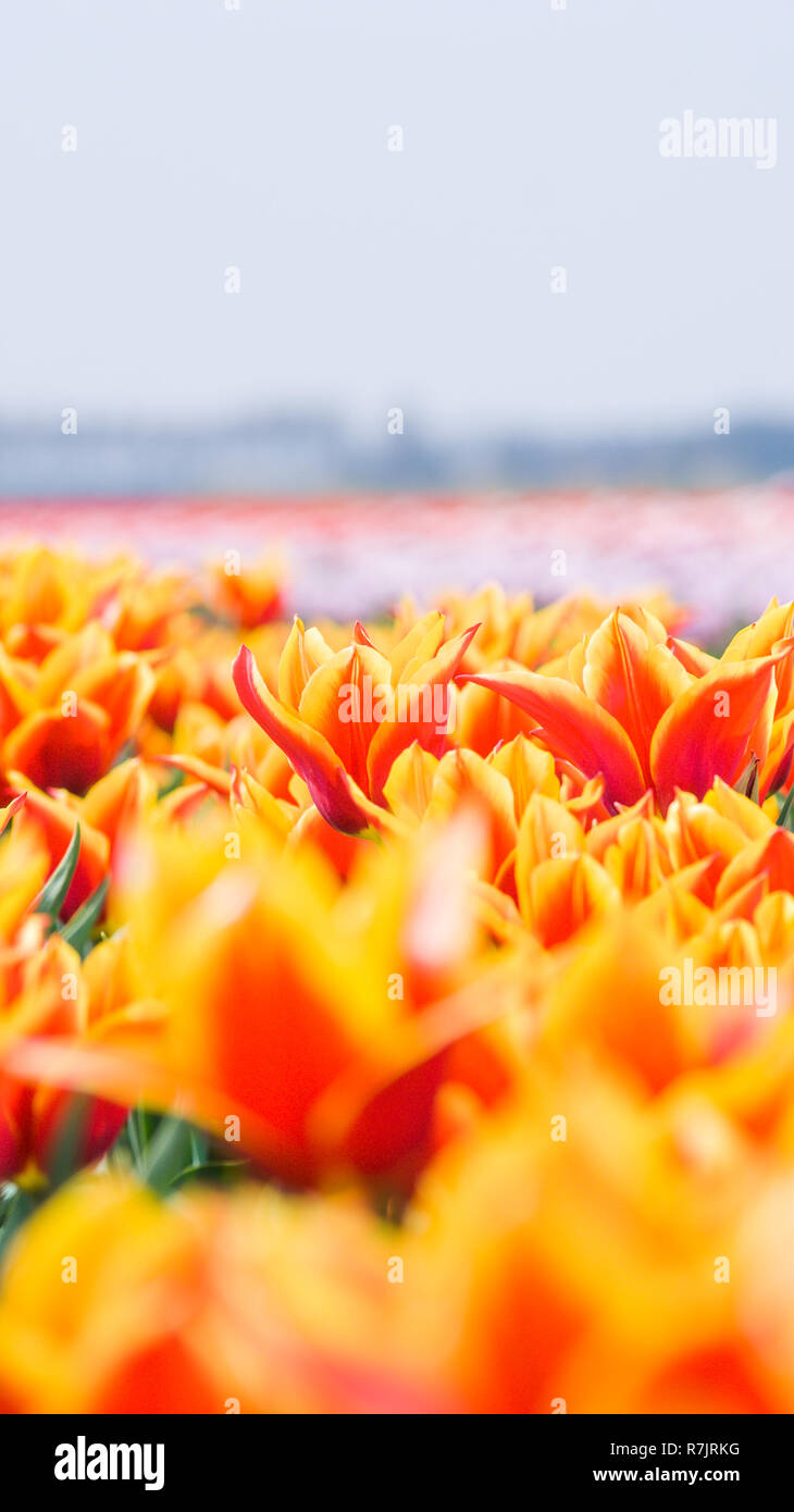Beautiful tulips in a Dutch landscape. Photographed from different ...