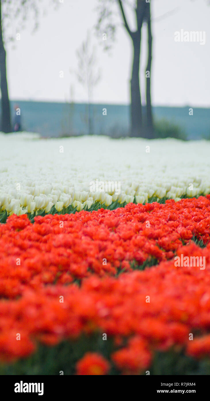 Beautiful tulips in a Dutch landscape. Photographed from different ...