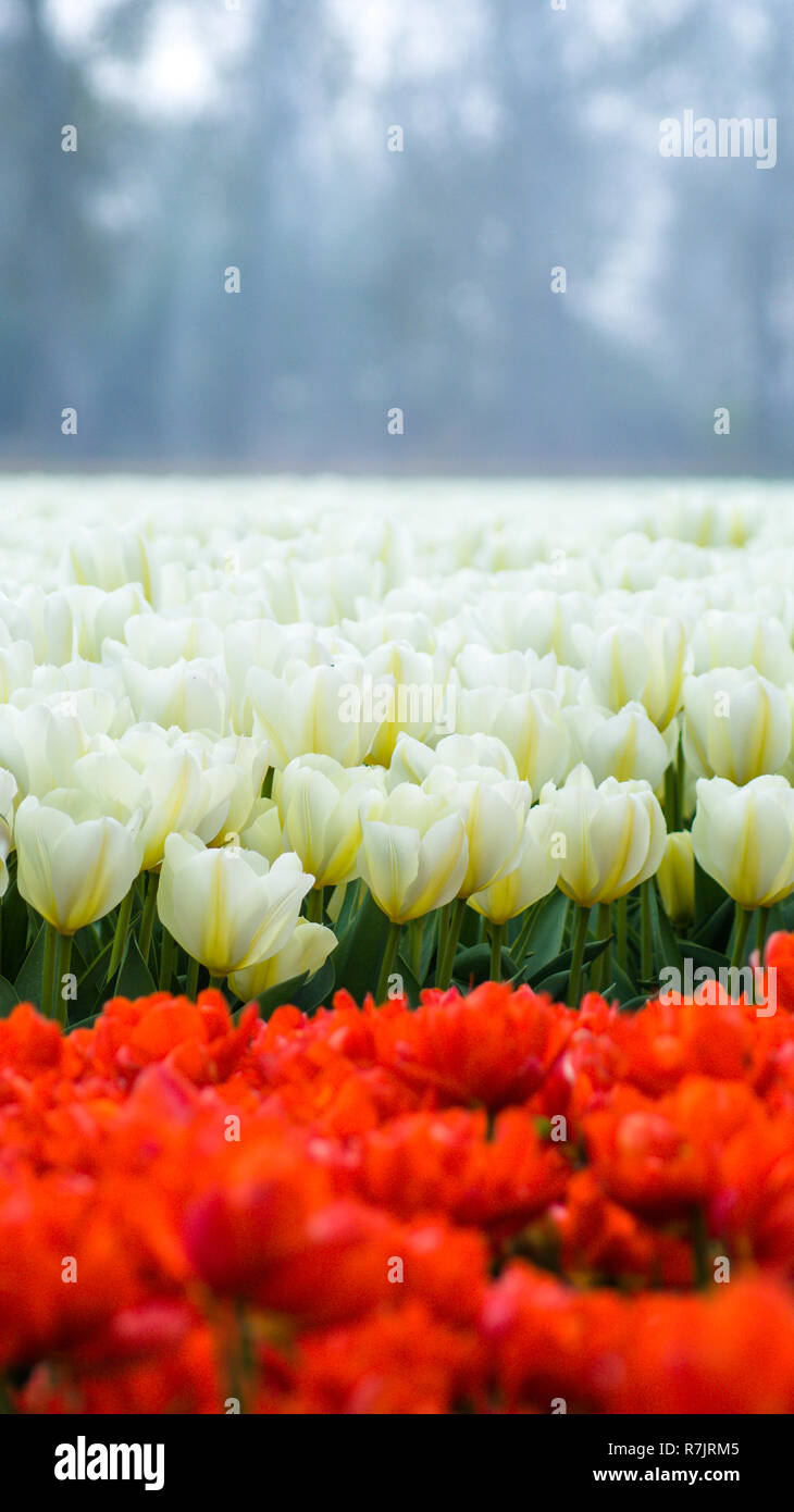 Beautiful tulips in a Dutch landscape. Photographed from different ...
