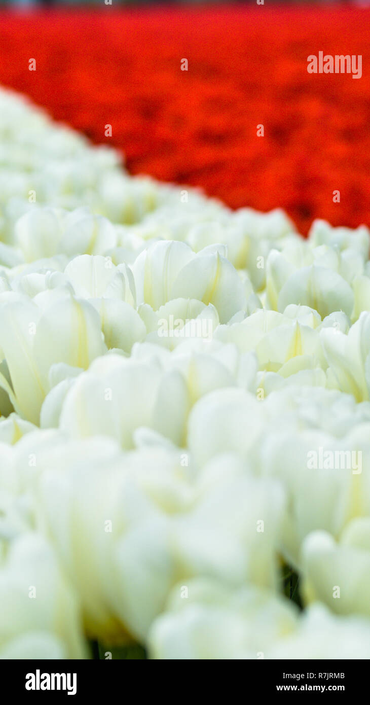 Beautiful tulips in a Dutch landscape. Photographed from different ...