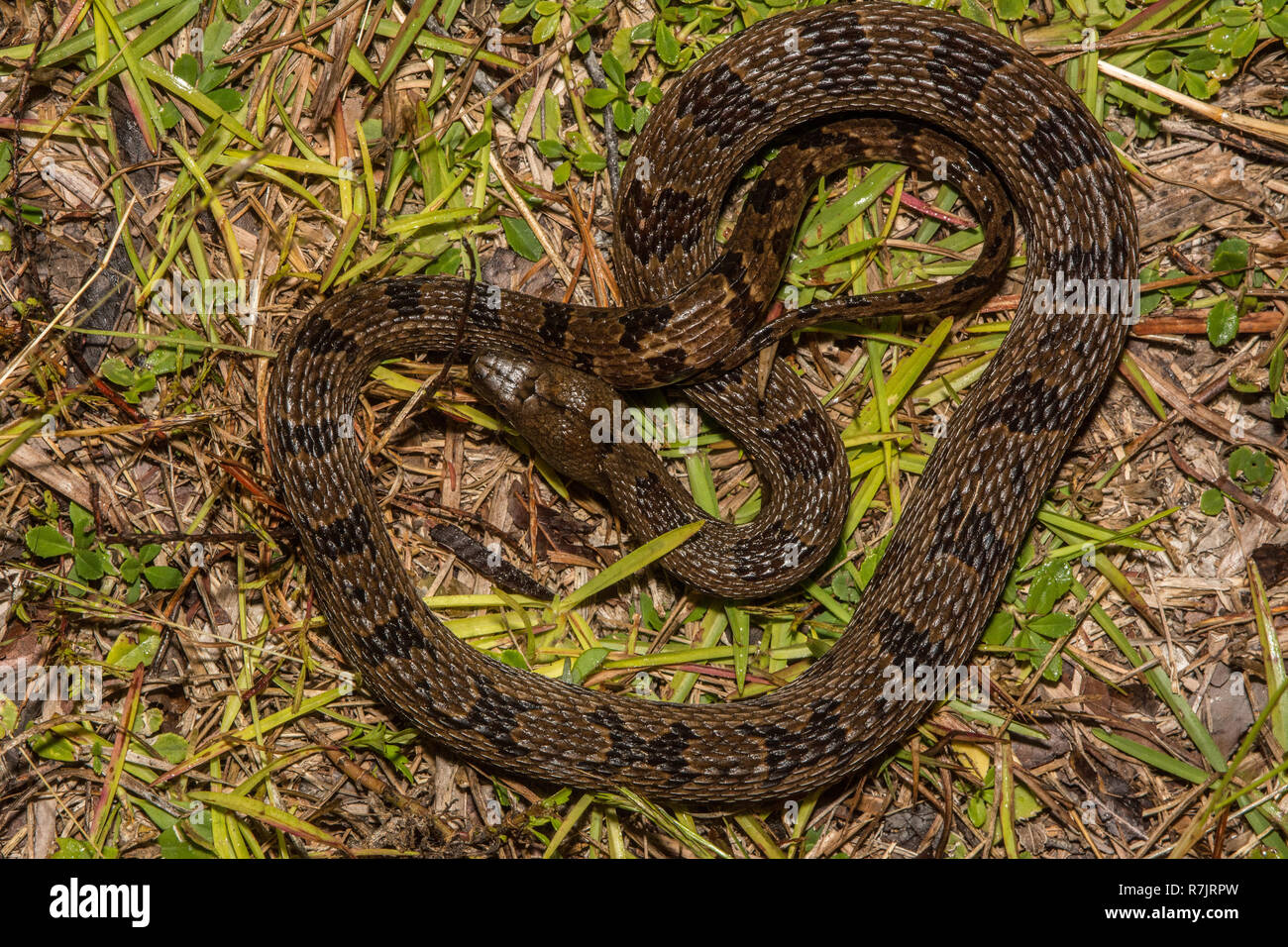 Brown Watersnake (Nerodia taxispilota) from Miami-Dade County, Florida ...