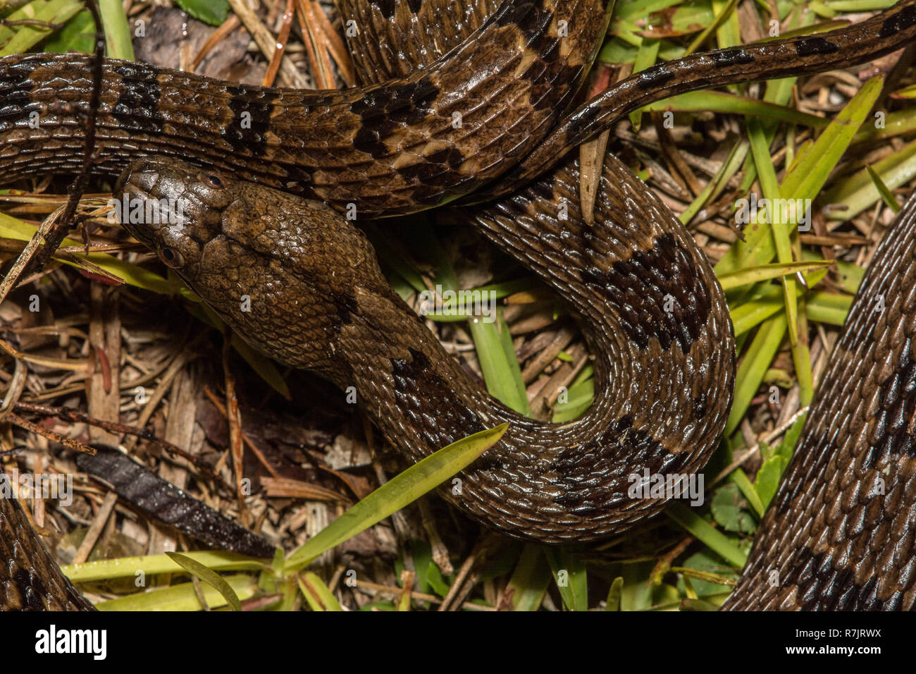 Brown Watersnake (Nerodia taxispilota) from Miami-Dade County, Florida ...