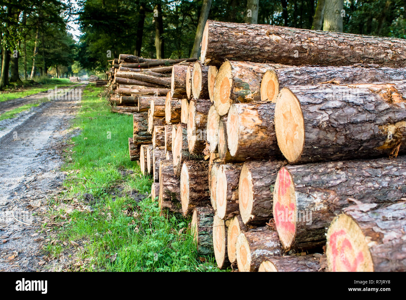 Freshly sawn logs in a forest setting in the Netherlands Stock Photo ...