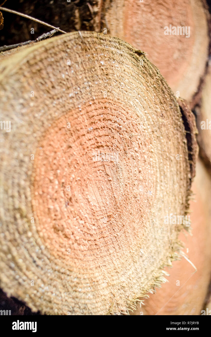 Freshly sawn logs in a forest setting in the Netherlands Stock Photo ...