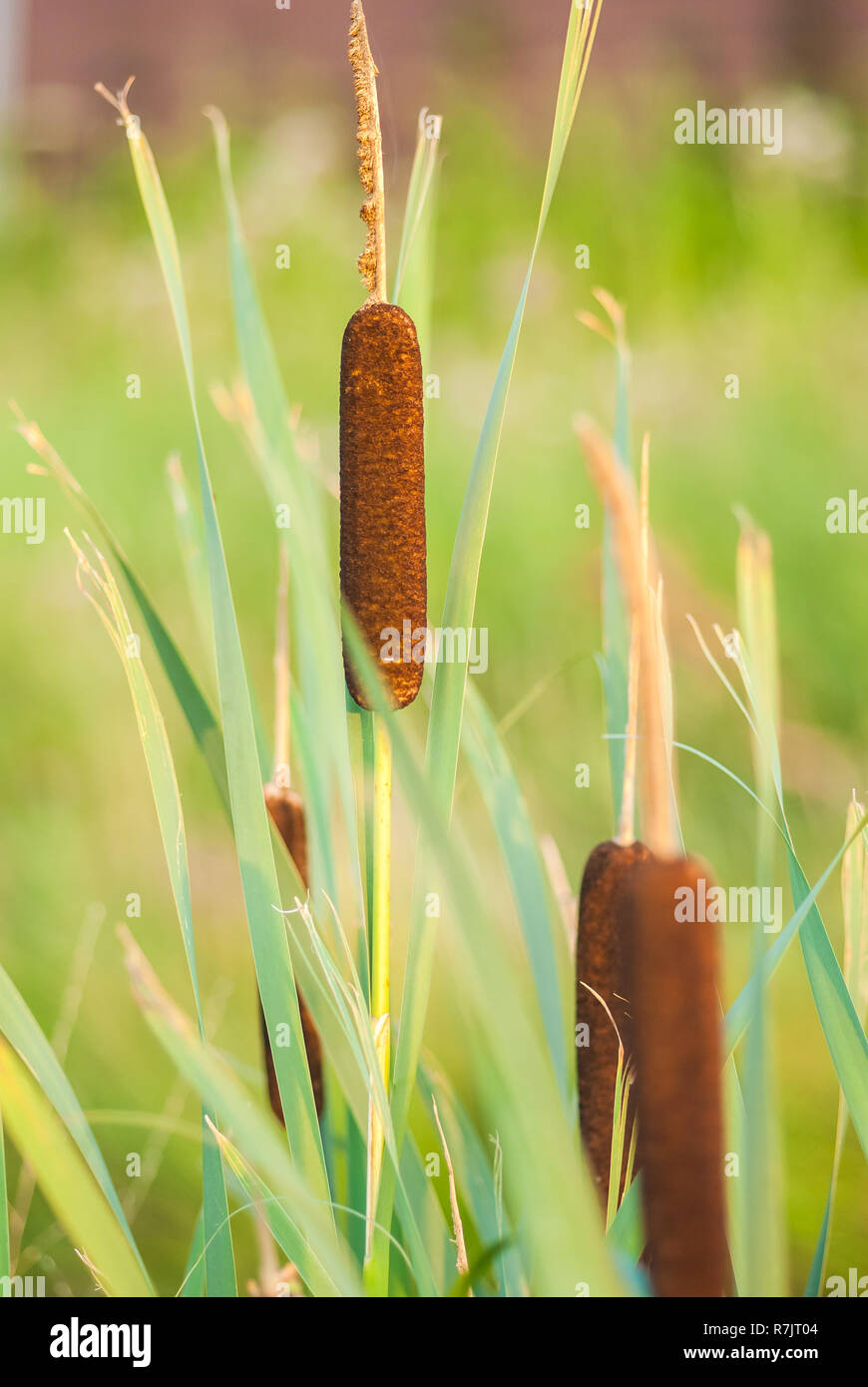 Typha latifolia, bulrush, common bulrush, broadleaf cattail, common ...