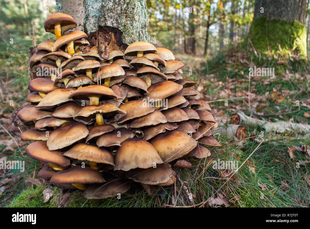 Featured group of wild mushrooms that grow on dead tree during autumn ...