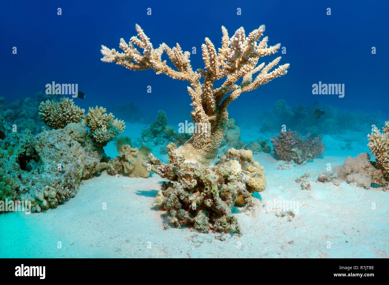 Coral reef in Ras Muhammad National Park, Sinai Peninsula, Sharm el ...