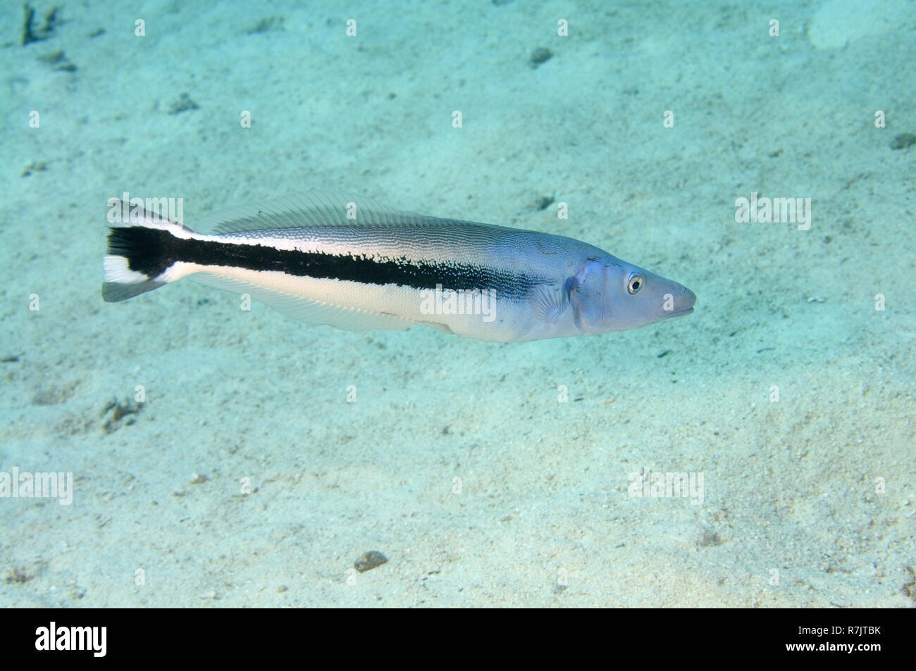 Blue blanquillo (Malacanthus latovittatus), Red Sea, Egypt Stock Photo ...