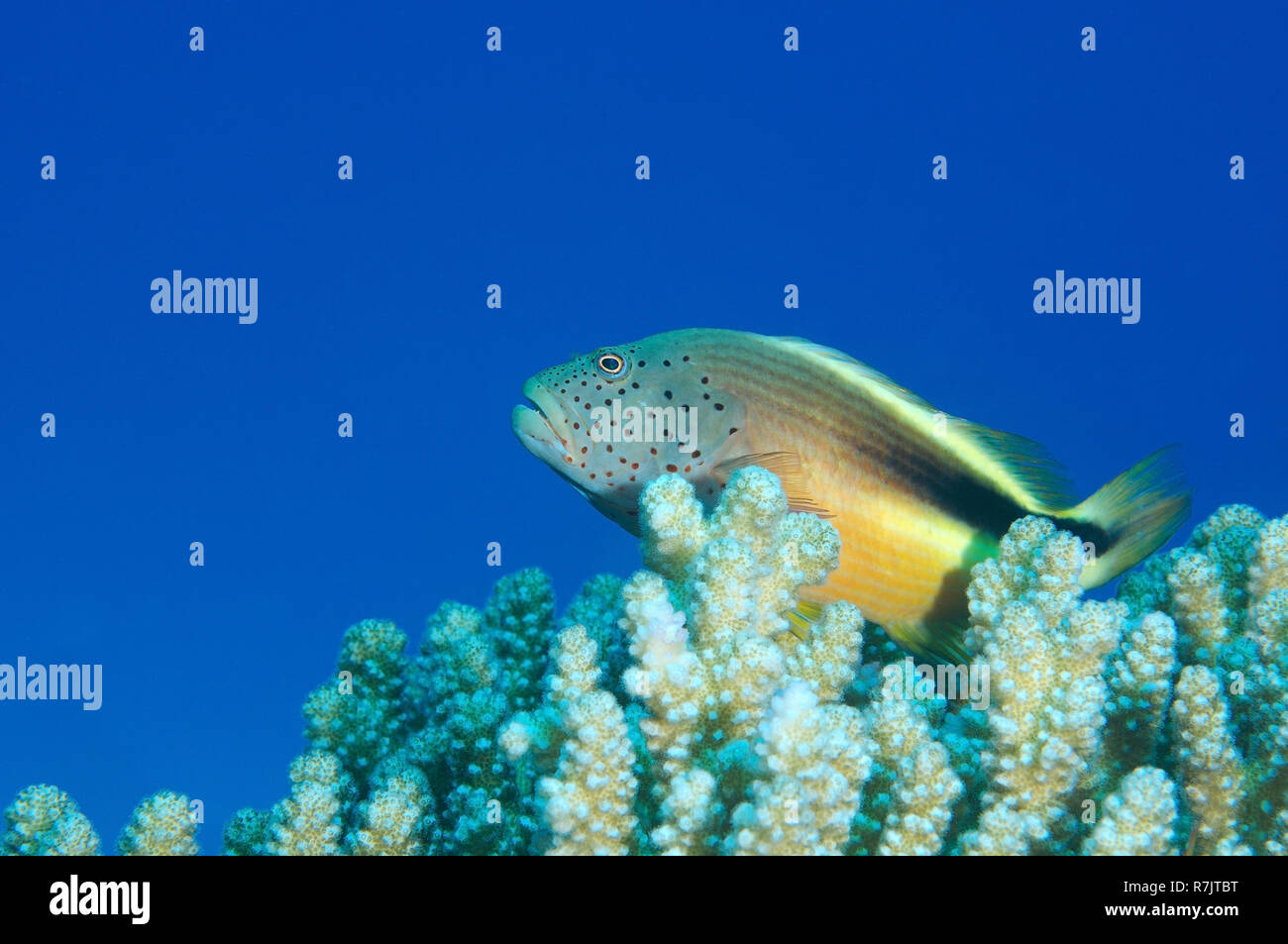 Black Sided Hawkfish High Resolution Stock Photography and Images - Alamy