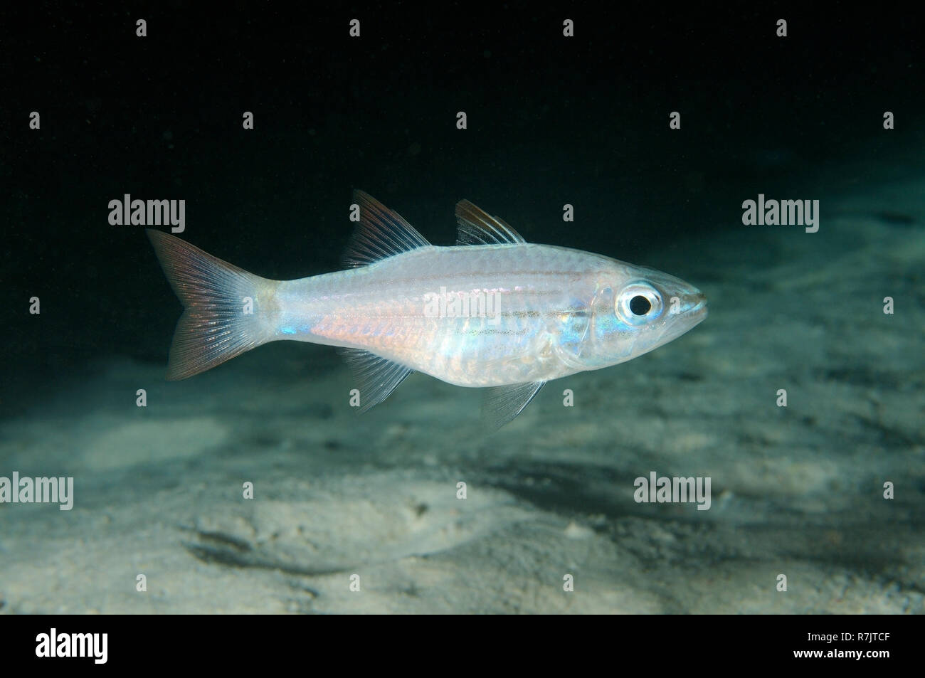 Cardinalfish (Cheilodipterus sp), Red Sea, Egypt Stock Photo - Alamy