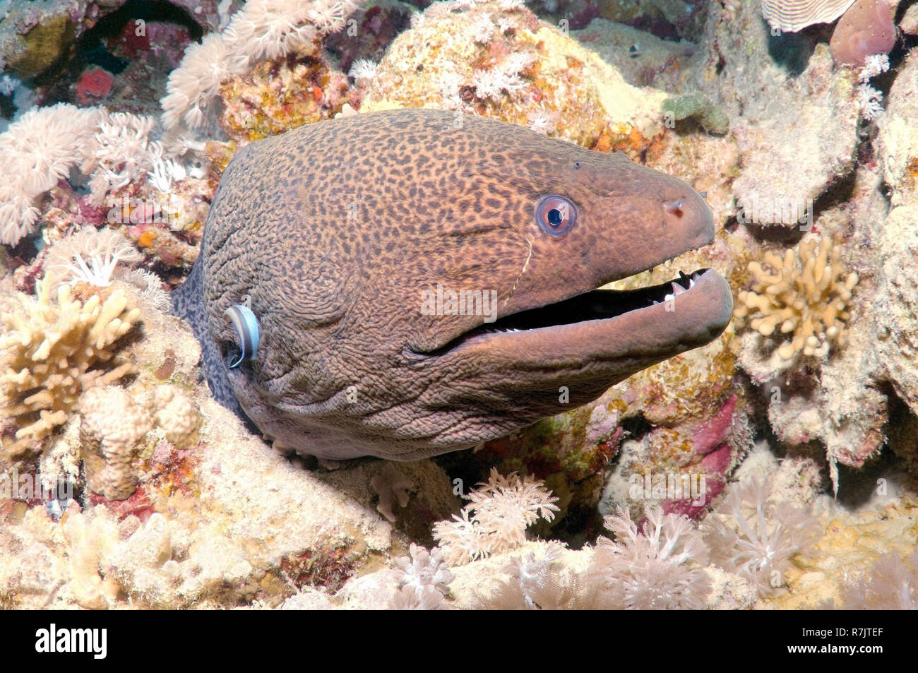 Giant Moray (Gymnothorax javanicus), Ras Muhammad National Park, Sinai ...