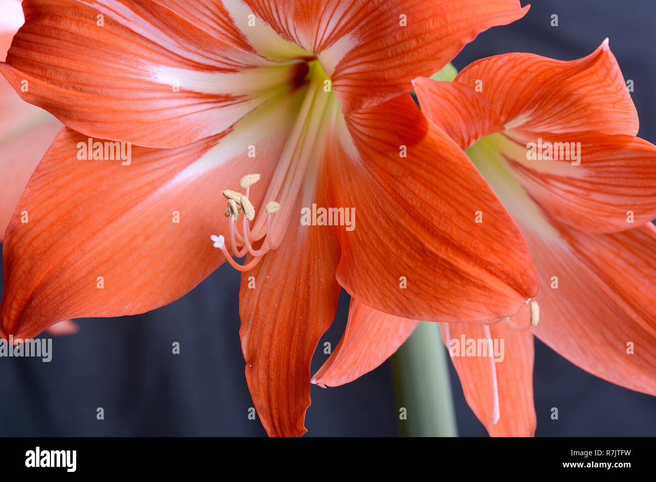 Lily flower background hi-res stock photography and images - Alamy