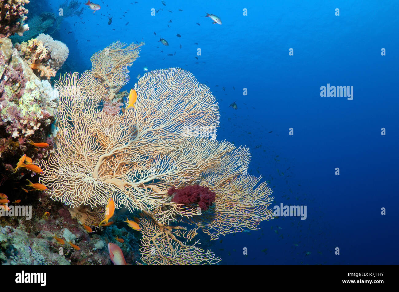 Coral reef in Ras Muhammad National Park, Sinai Peninsula, Sharm el ...