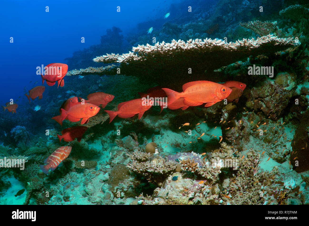 Lunar-tailed Bigeye or Moontail Bullseye (Priacanthus hamrur), Red Sea ...