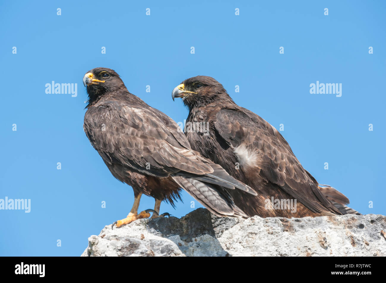 Galapagos Hawks (Buteo galapagoensis), Española Island, Galapagos ...