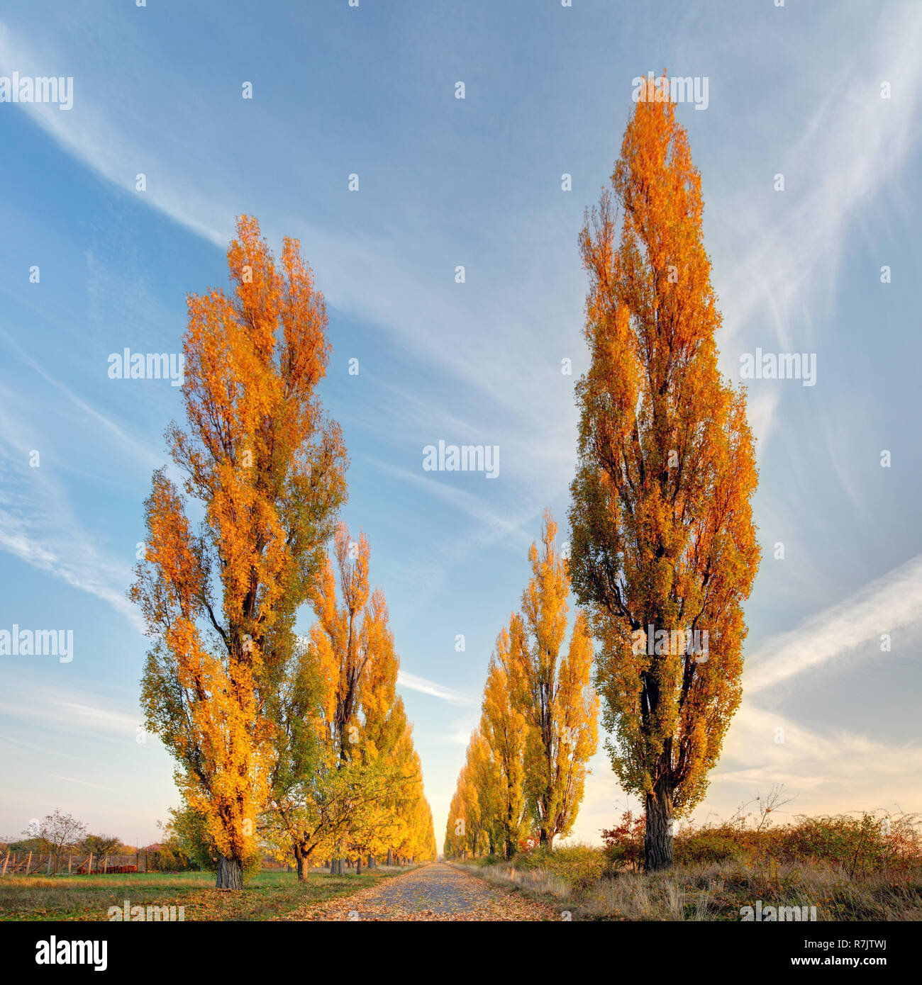 Poplar tree at autumn Stock Photo - Alamy