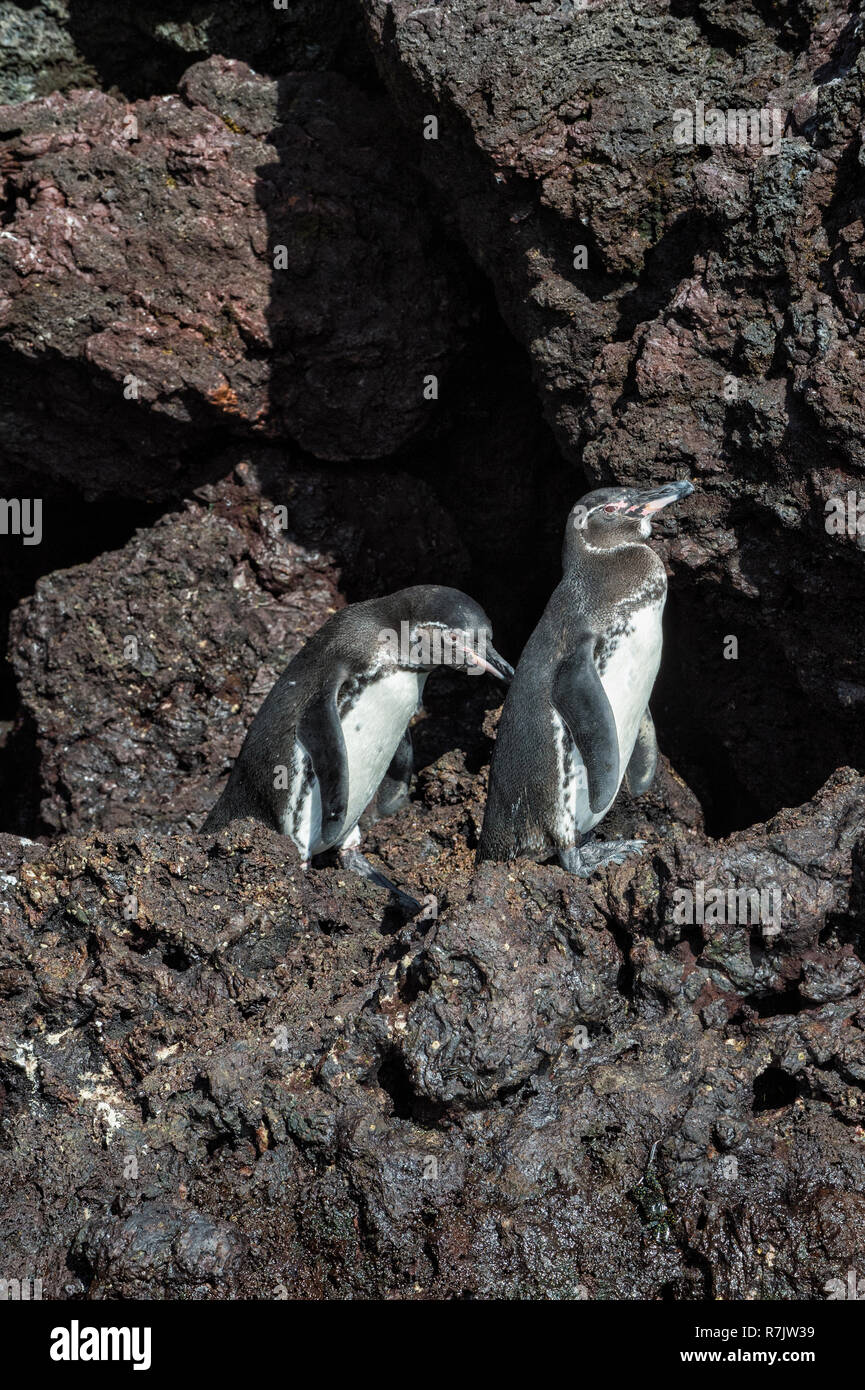 Galapagos Penguins (Spheniscus mendiculus), Insel Isabela ...