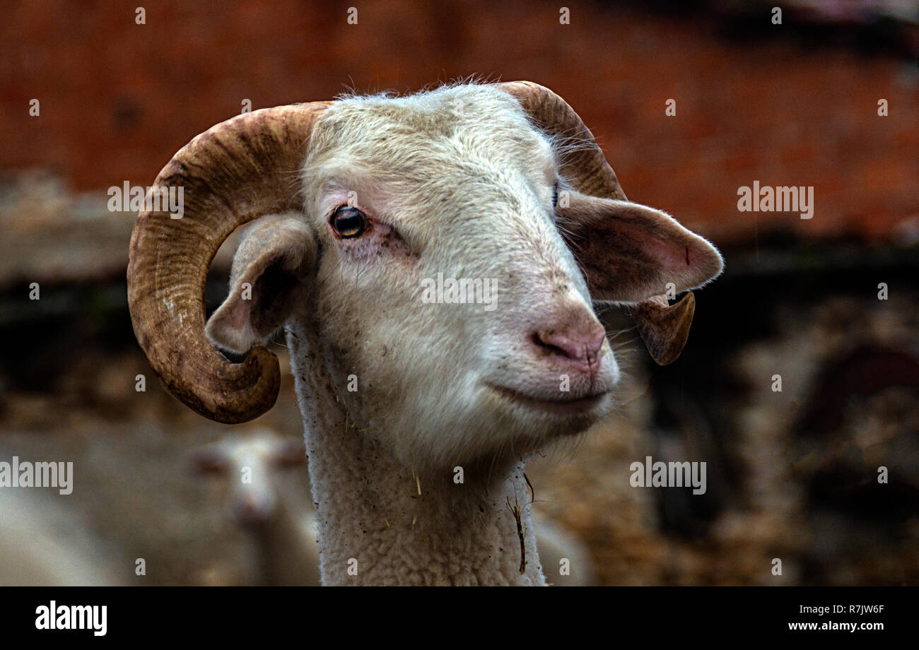 male sheep, ram Stock Photo - Alamy
