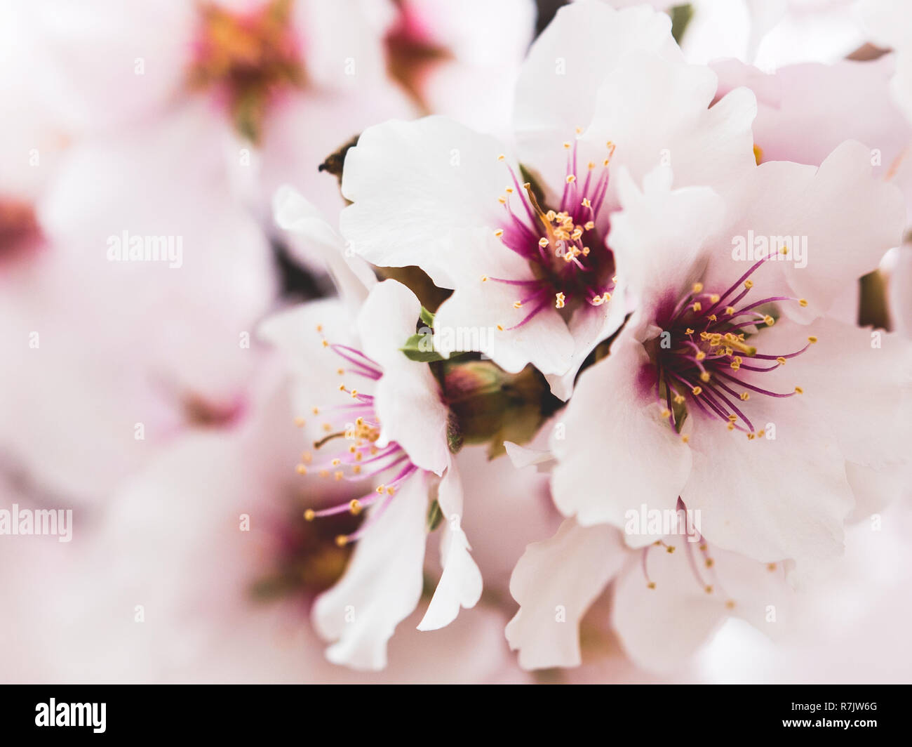 árbol de flores hi-res stock photography and images - Alamy