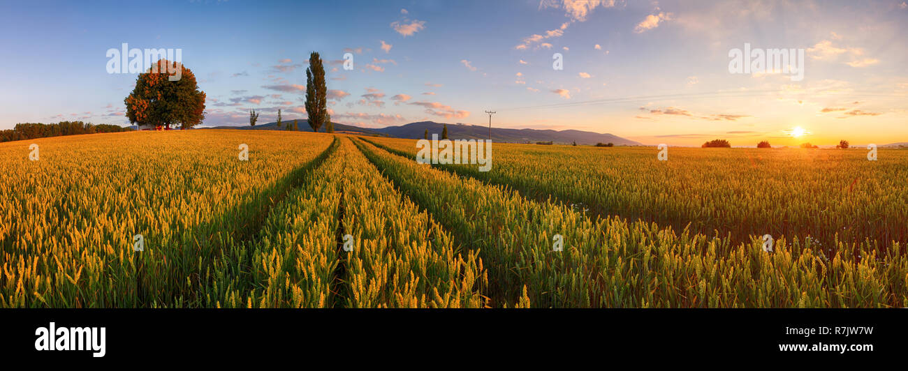 Sunset over wheat field Stock Photo - Alamy