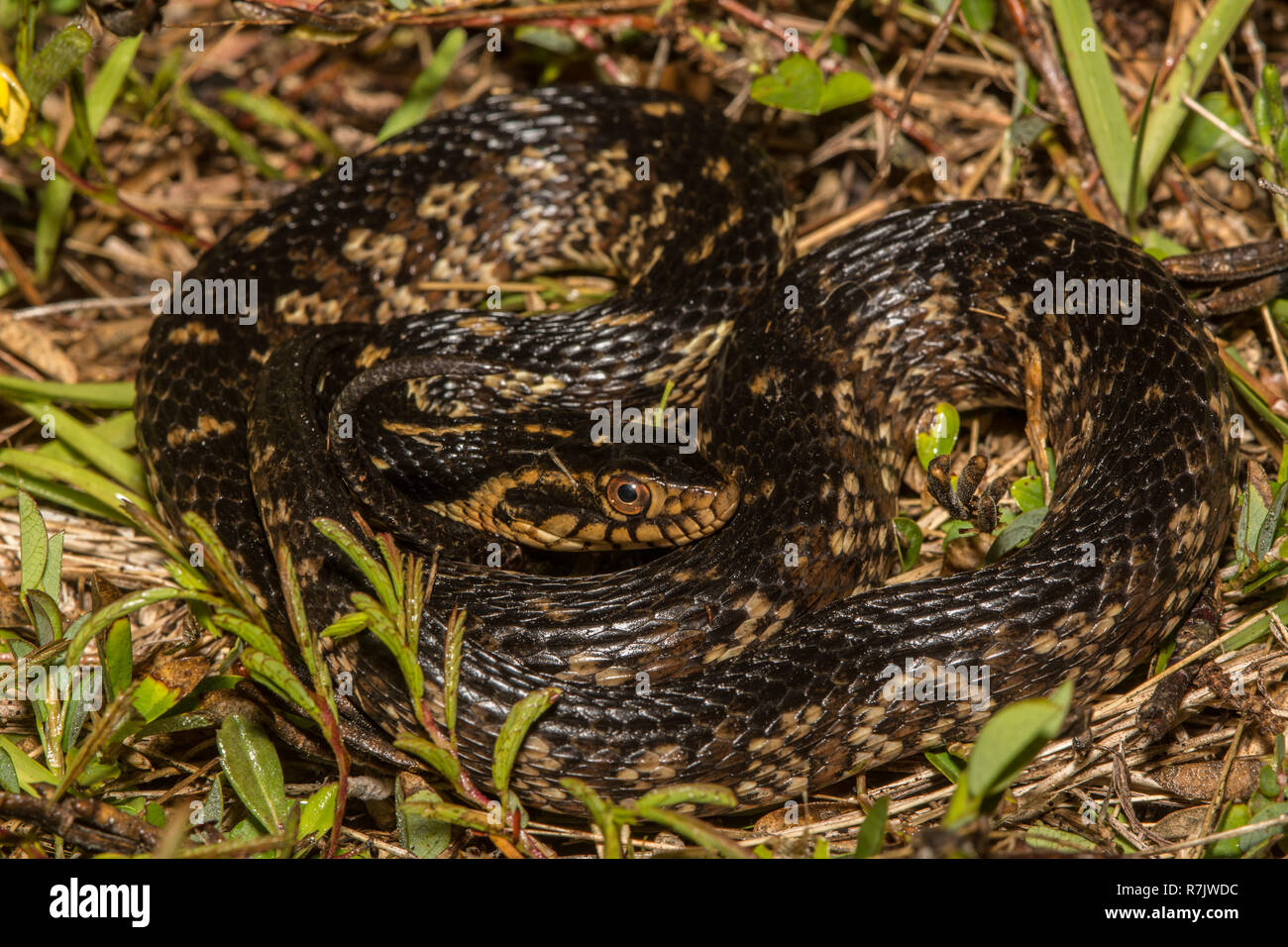 Florida Watersnake (Nerodia fasciata pictiventris) from Miami-Dade ...