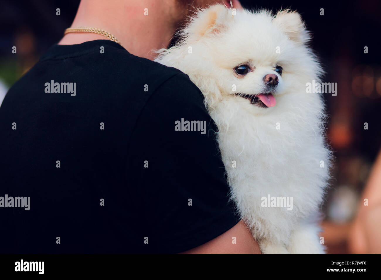 German white Spitz at the Dog Show Stock Photo - Alamy