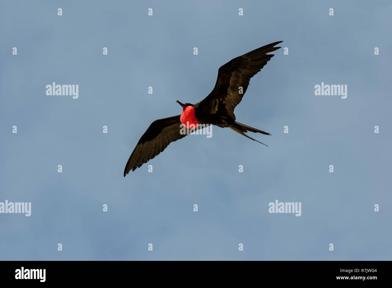 Great Frigatebird (Fregata minor), male in flight, Genovesa Island ...