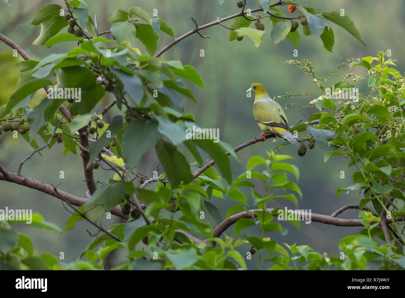pin-tailed green pigeon (Treron apicauda) perching near Rongtong ...