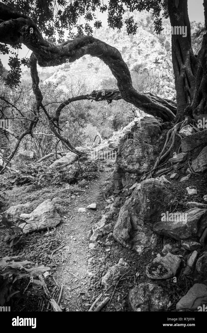Tree beside footpath Stock Photo - Alamy