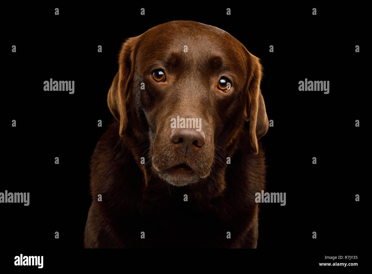 Funny black labrador hi-res stock photography and images - Alamy