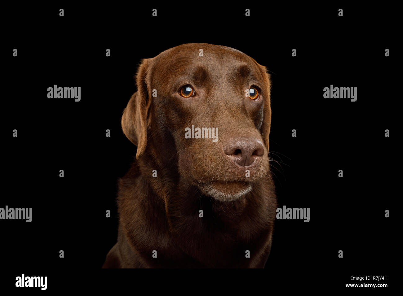 Funny Portrait of Curious Labrador retriever dog Gazing on isolated ...