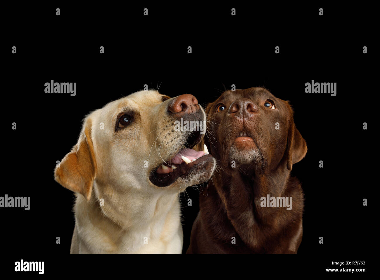 Funny sniffing hi-res stock photography and images - Alamy