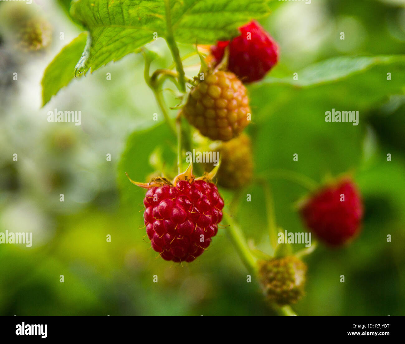 Raspberry berries ripen Stock Photo - Alamy