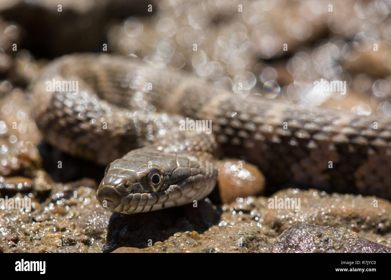 Common watersnake nerodia sipedon sipedon hi-res stock photography and ...