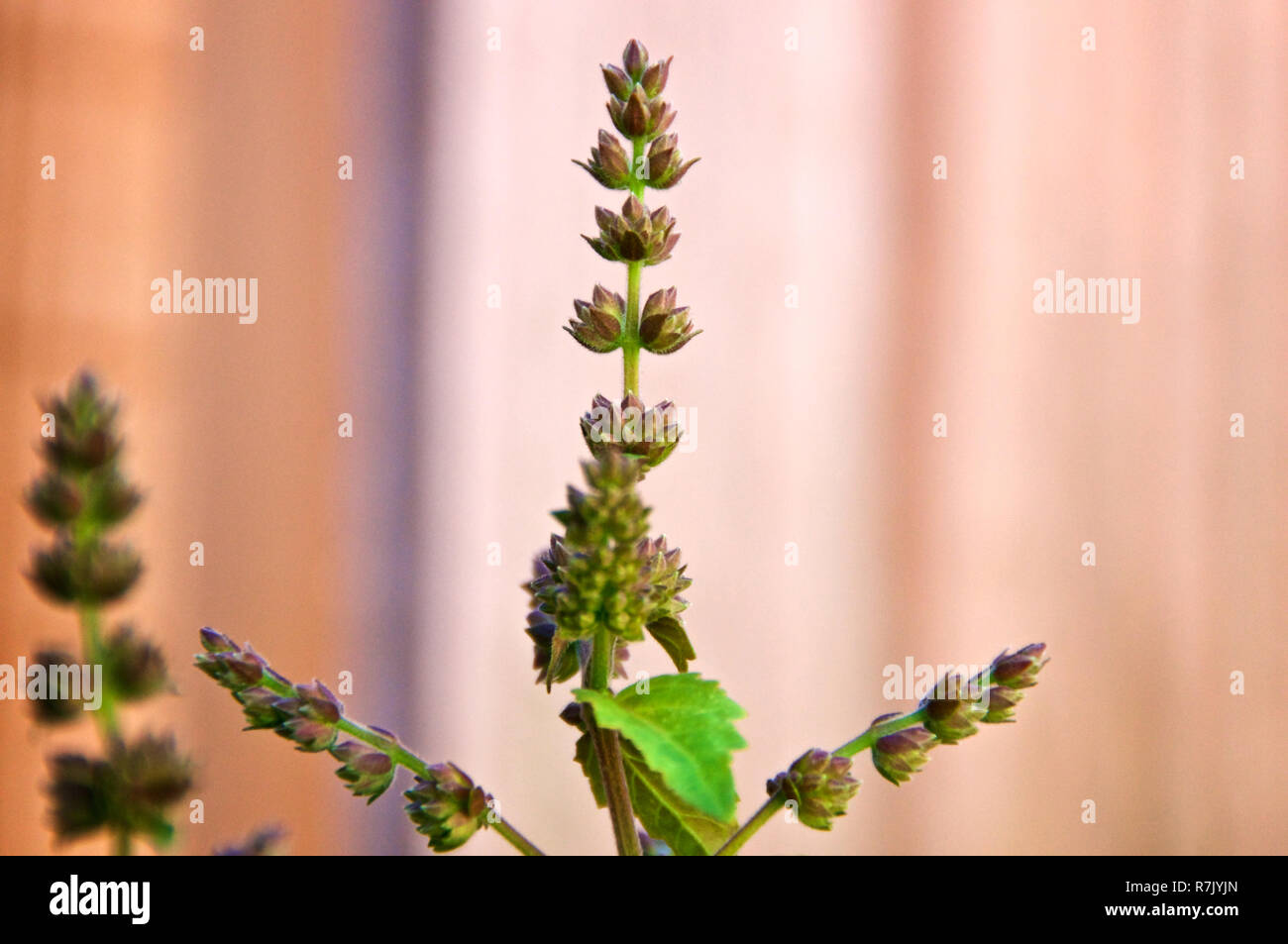 Close up pogostemon flower hi-res stock photography and images - Alamy