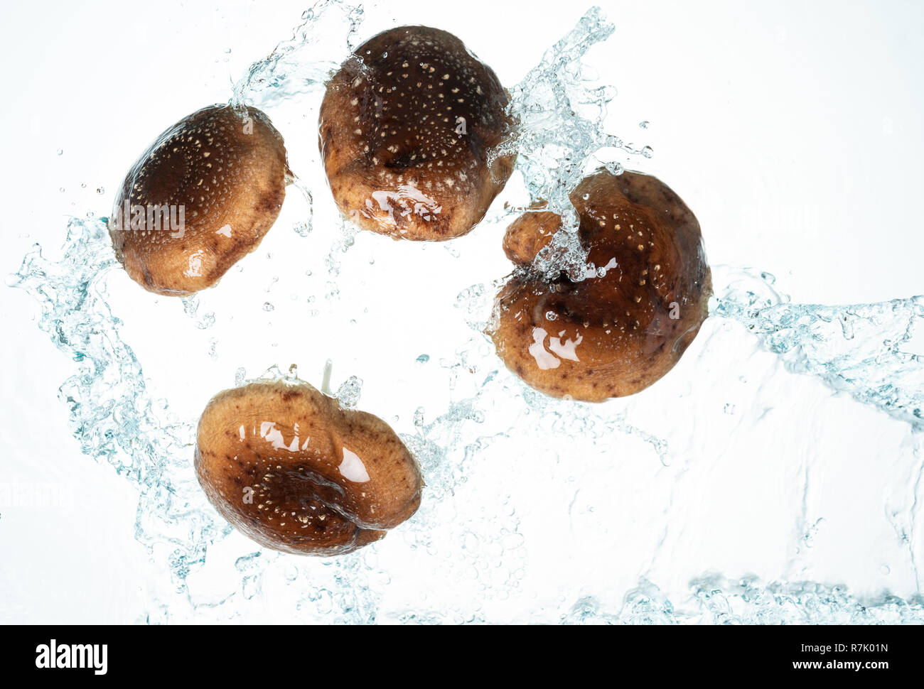 Mushrooms Water Splash on white background Stock Photo - Alamy