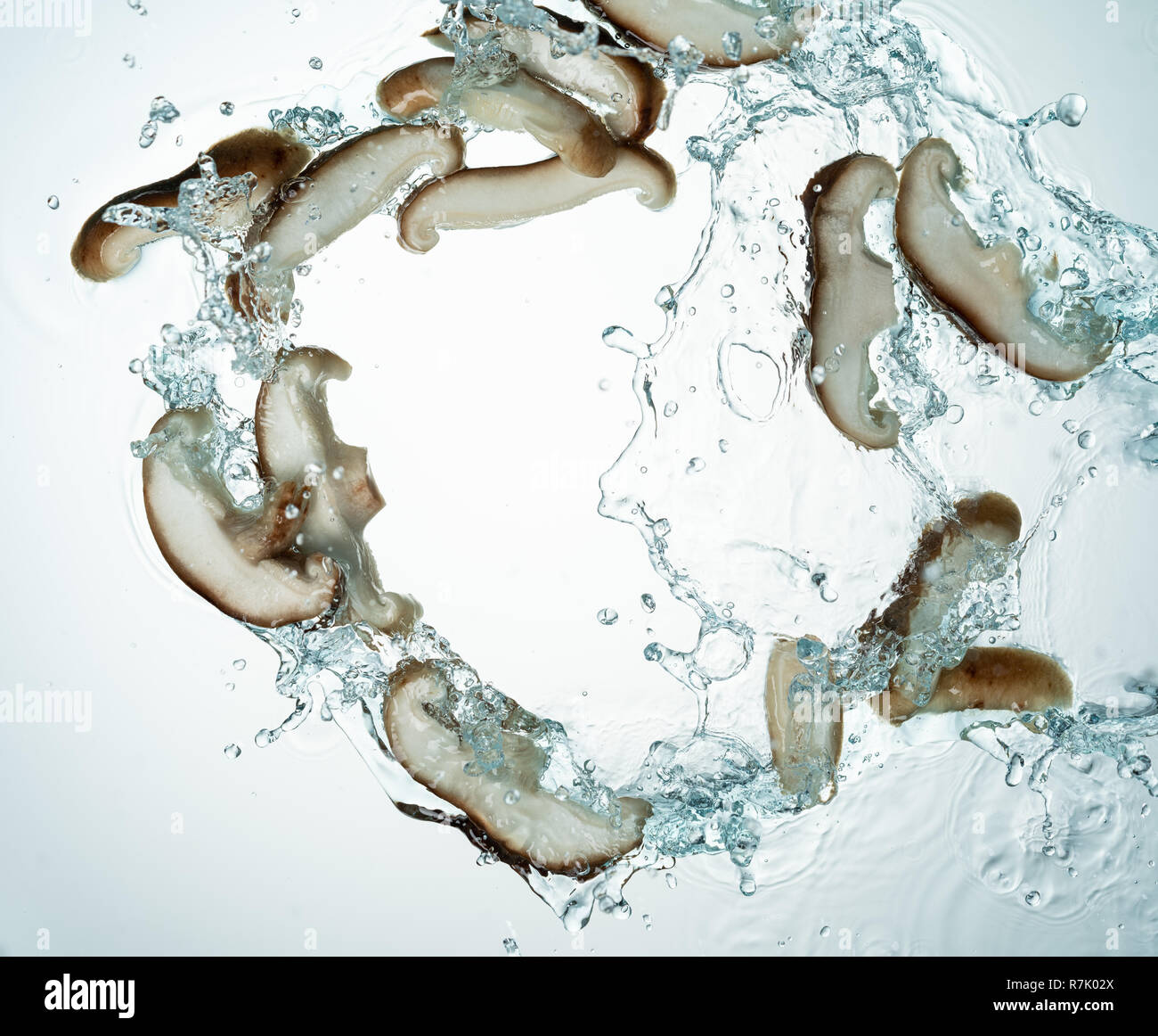 Mushrooms Water Splash on white background Stock Photo - Alamy
