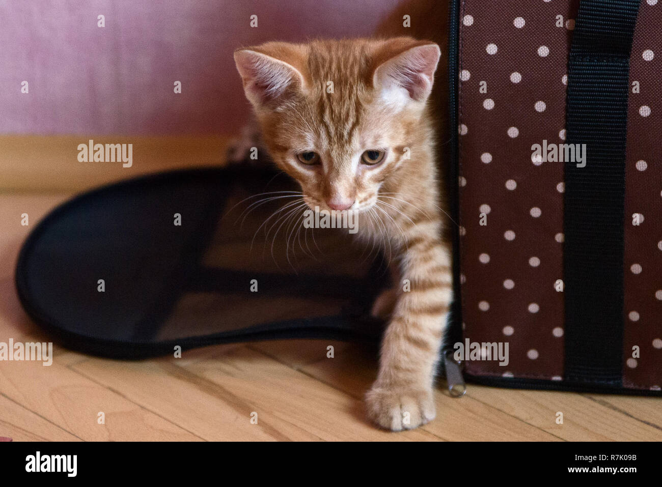Kitten in container home container hi-res stock photography and images ...