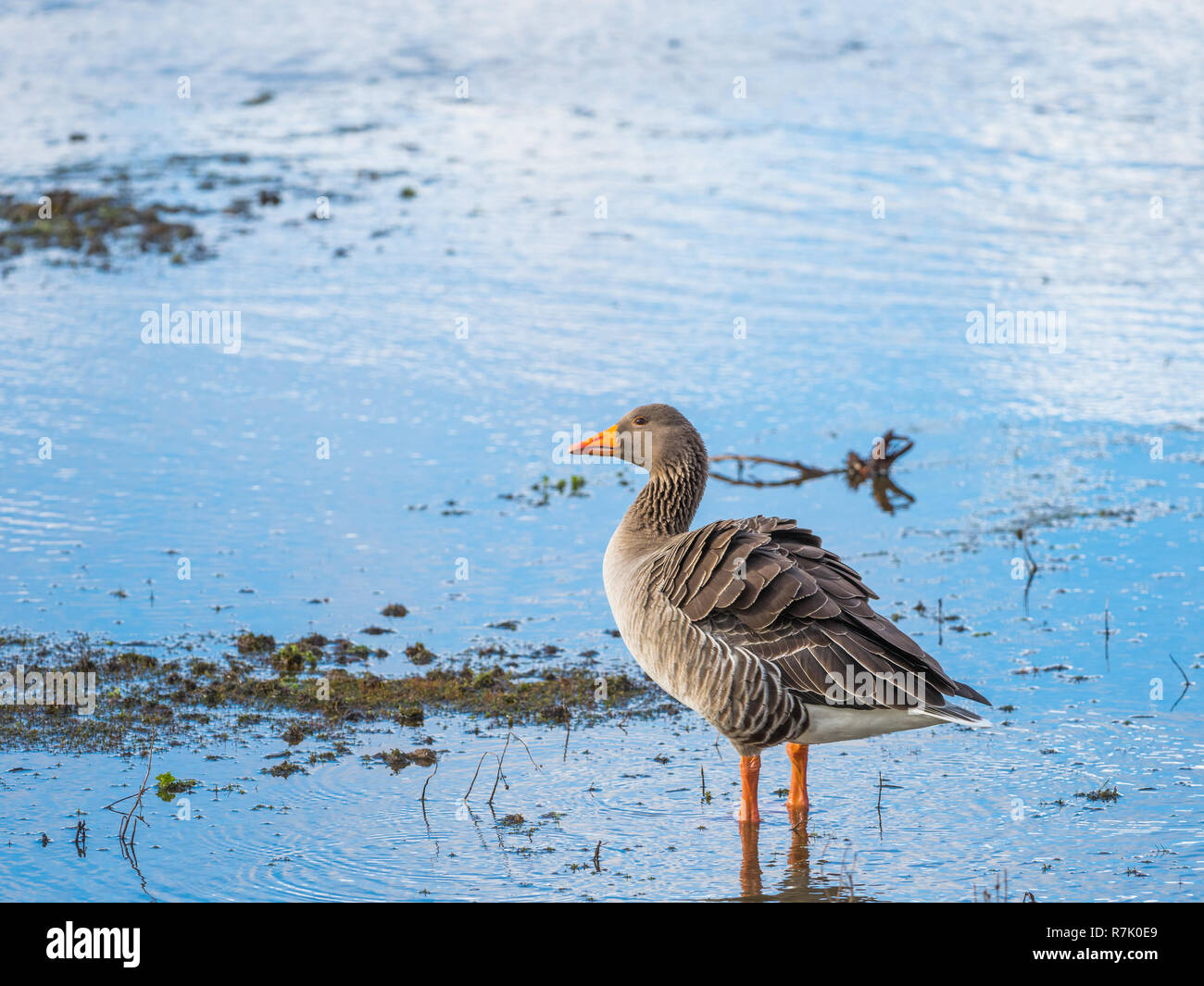 Greylag Goose (Anser anser) standing in Water Stock Photo - Alamy