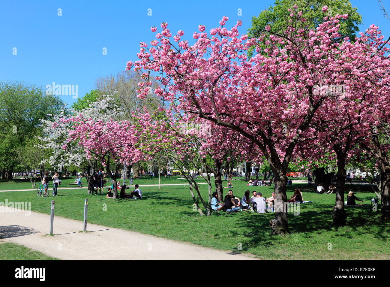 Berlin germany spring monbijoupark hi-res stock photography and images ...