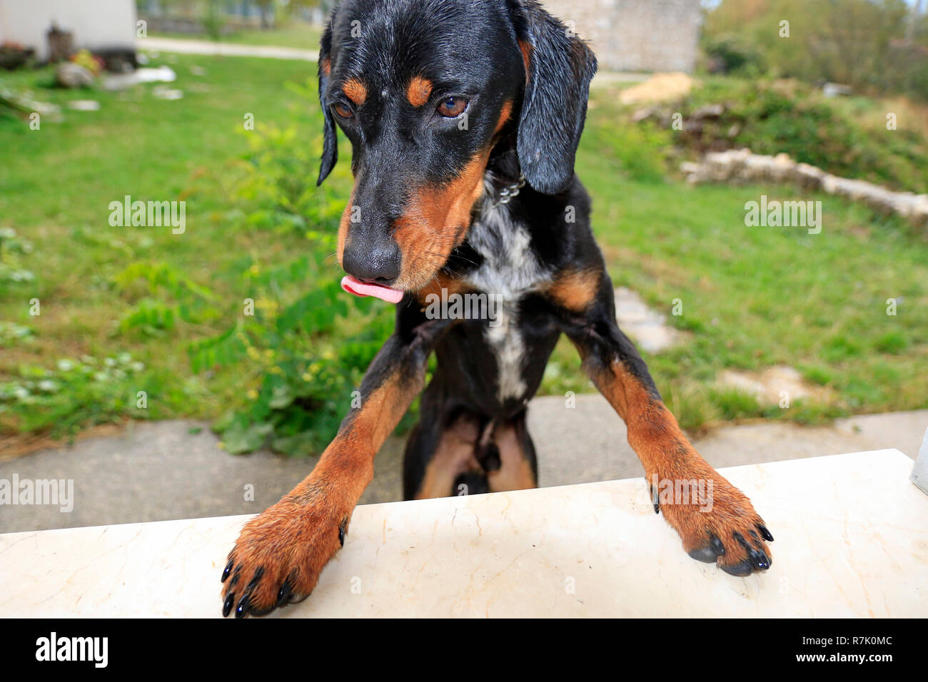 Flap-eared black and brown hound dog with his legs on the window ...