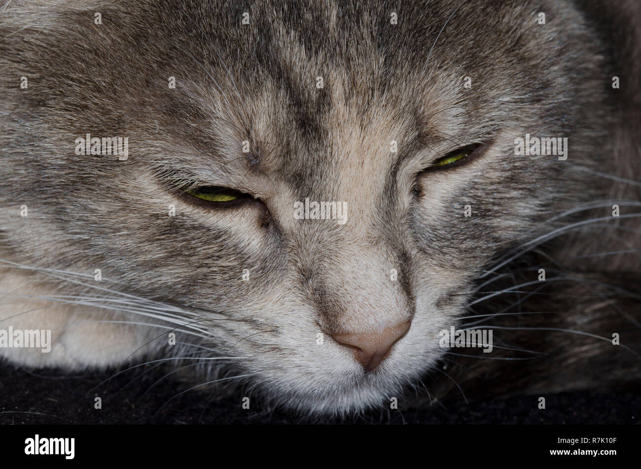 Lower face cat hi-res stock photography and images - Alamy