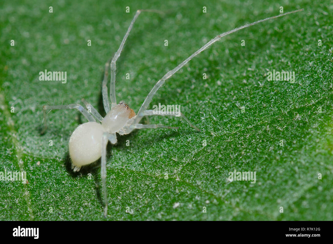 Ghost spider hi-res stock photography and images - Alamy